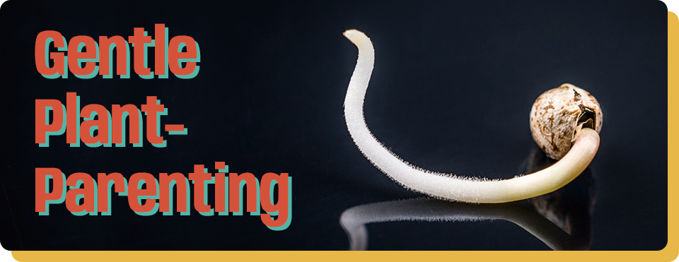 Grow guide - Funky Beans