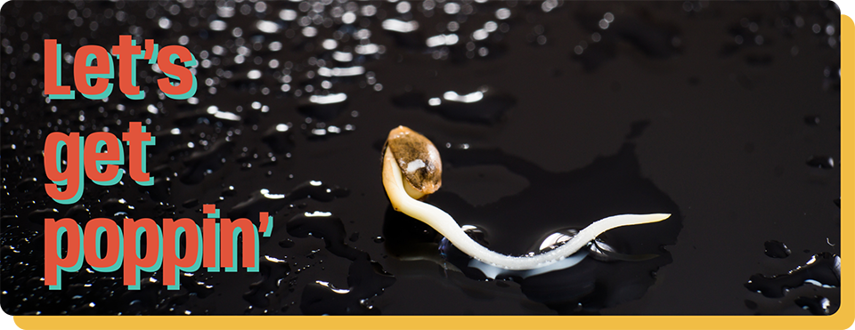 Grow guide - Funky Beans